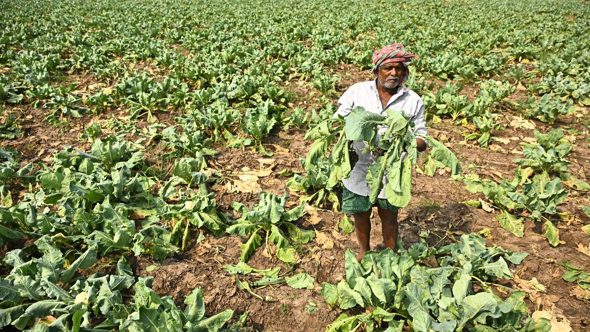 Cyclone Montha leaves cauliflower farmers in distress in Krishna ...